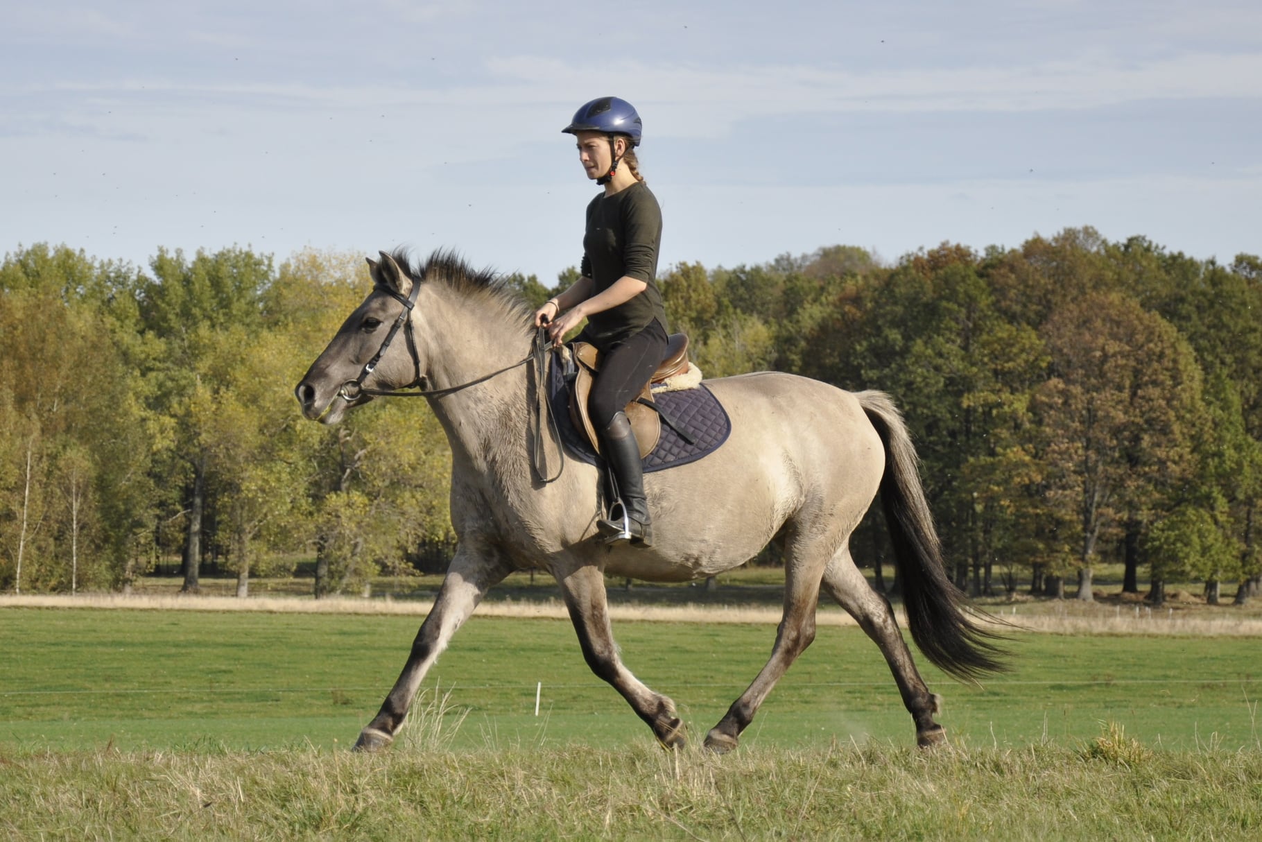 Zasadnicza próba dzielności klaczy i ogierów rasy konik polski ...